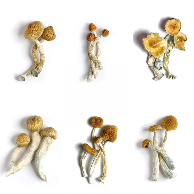 Magic Mushroom Sample Pack #3 (6 strains, 6 grams) – Shroom Garden