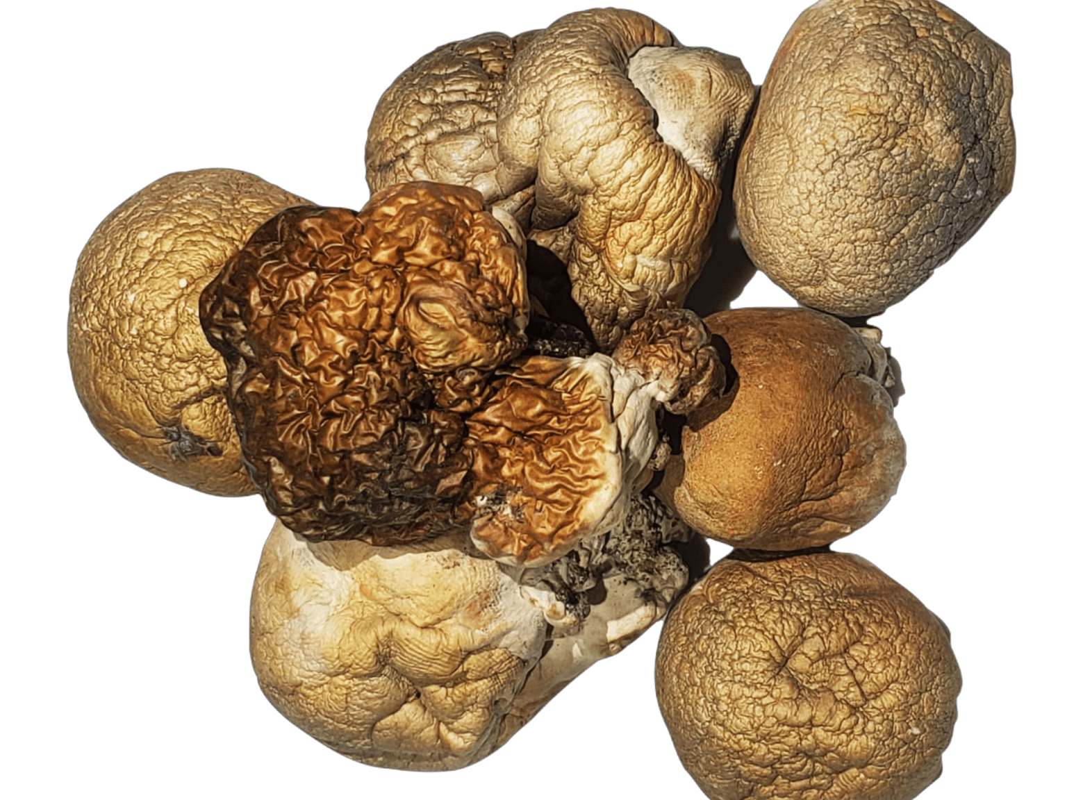 Penis Envy Dino Eggs - Shroom Garden